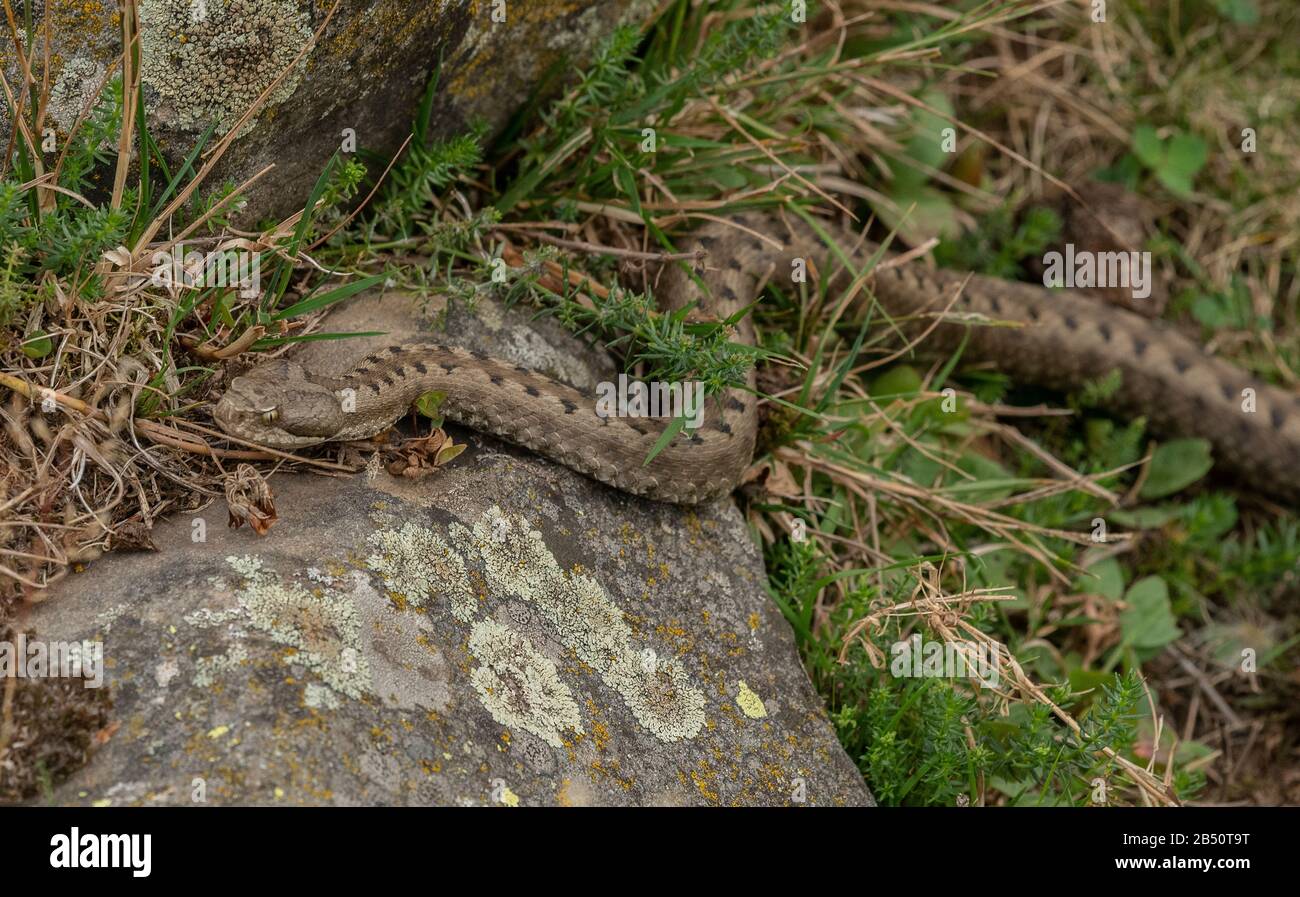 Asp snake hi-res stock photography and images - Alamy