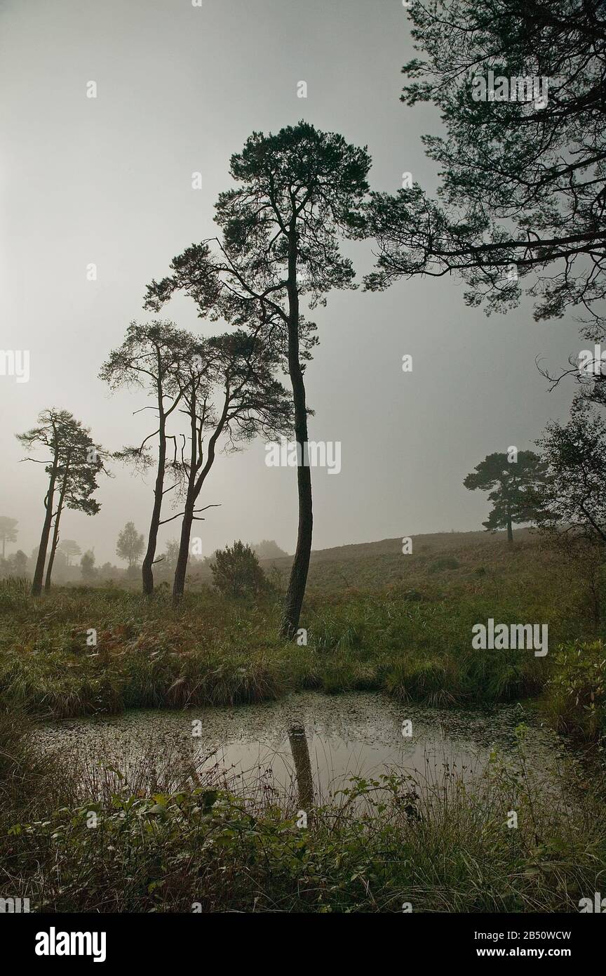 Stark trees hi-res stock photography and images - Alamy