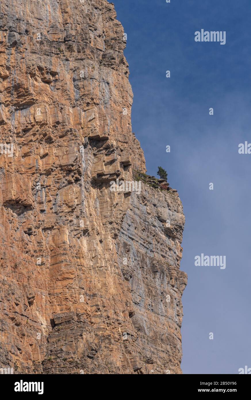 Single pine tree high on the Limestone cliffs of the Ordesa y Monte ...