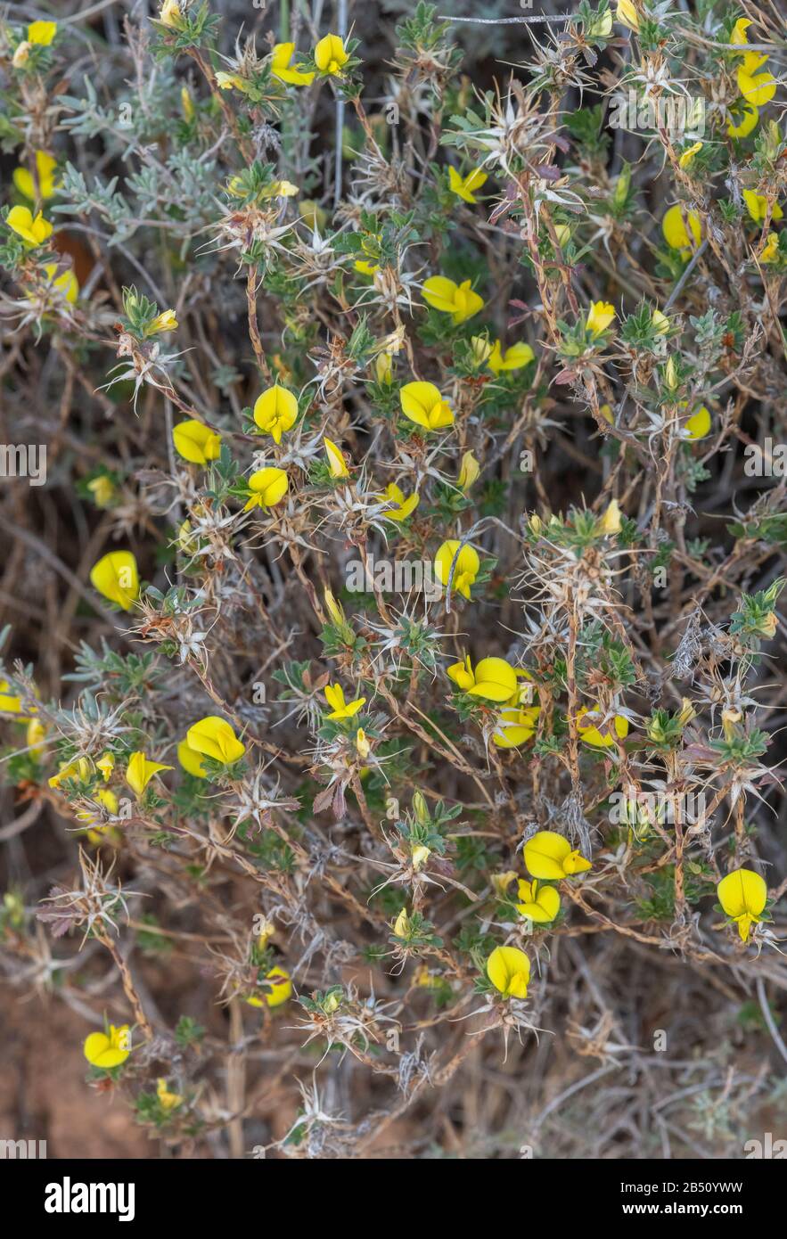 A yellow rest-harrow, Ononis minutissima on limestone, Pyrenees Stock ...