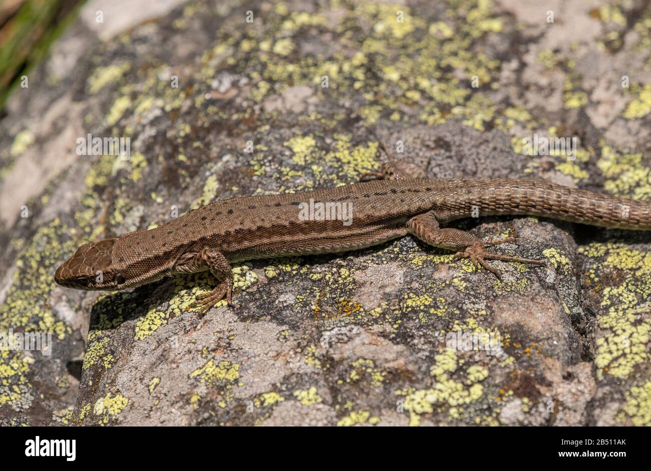 Common Lizard, Zootoca vivipara basking in the sun, Spanish Pyrenees ...