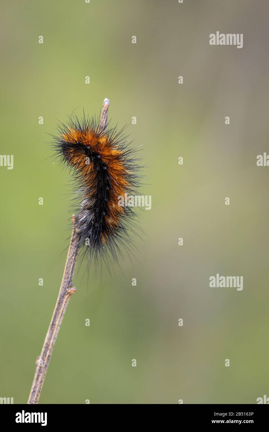 Silver spotted skipper caterpillar hi-res stock photography and images ...