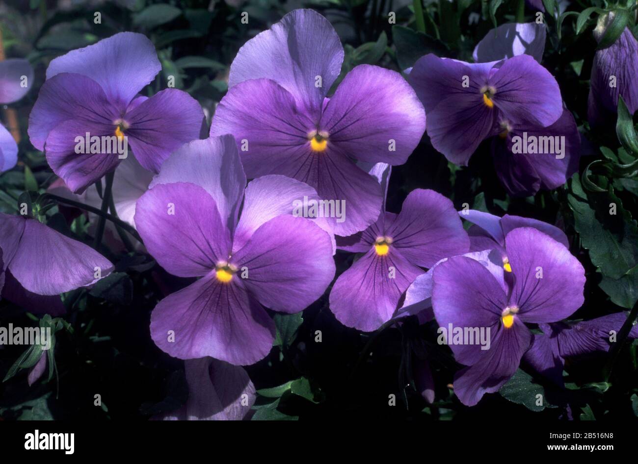 Purple violets 'Azurblå' Stock Photo - Alamy