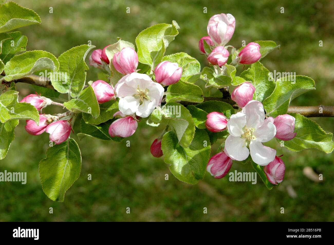 Pink flowers apple tree hi-res stock photography and images - Alamy