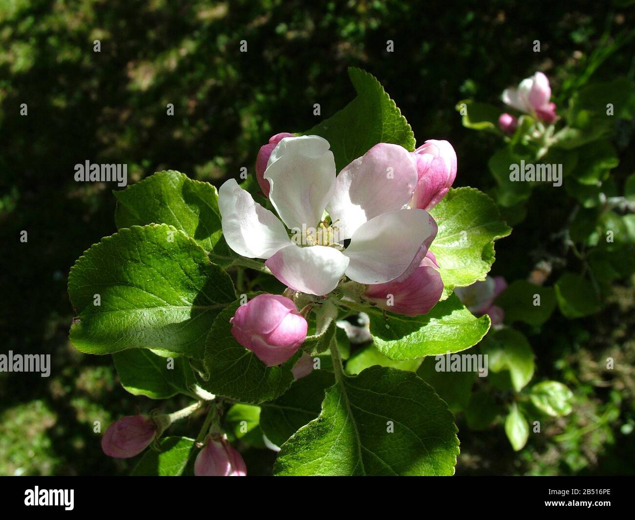 Blooming apple trees pink flowers hi-res stock photography and images ...