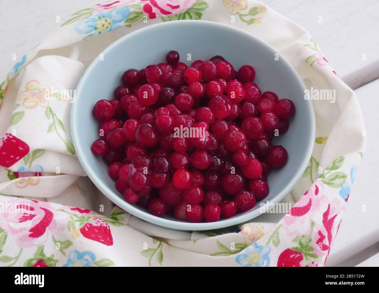 Cranberry plants hi-res stock photography and images - Alamy