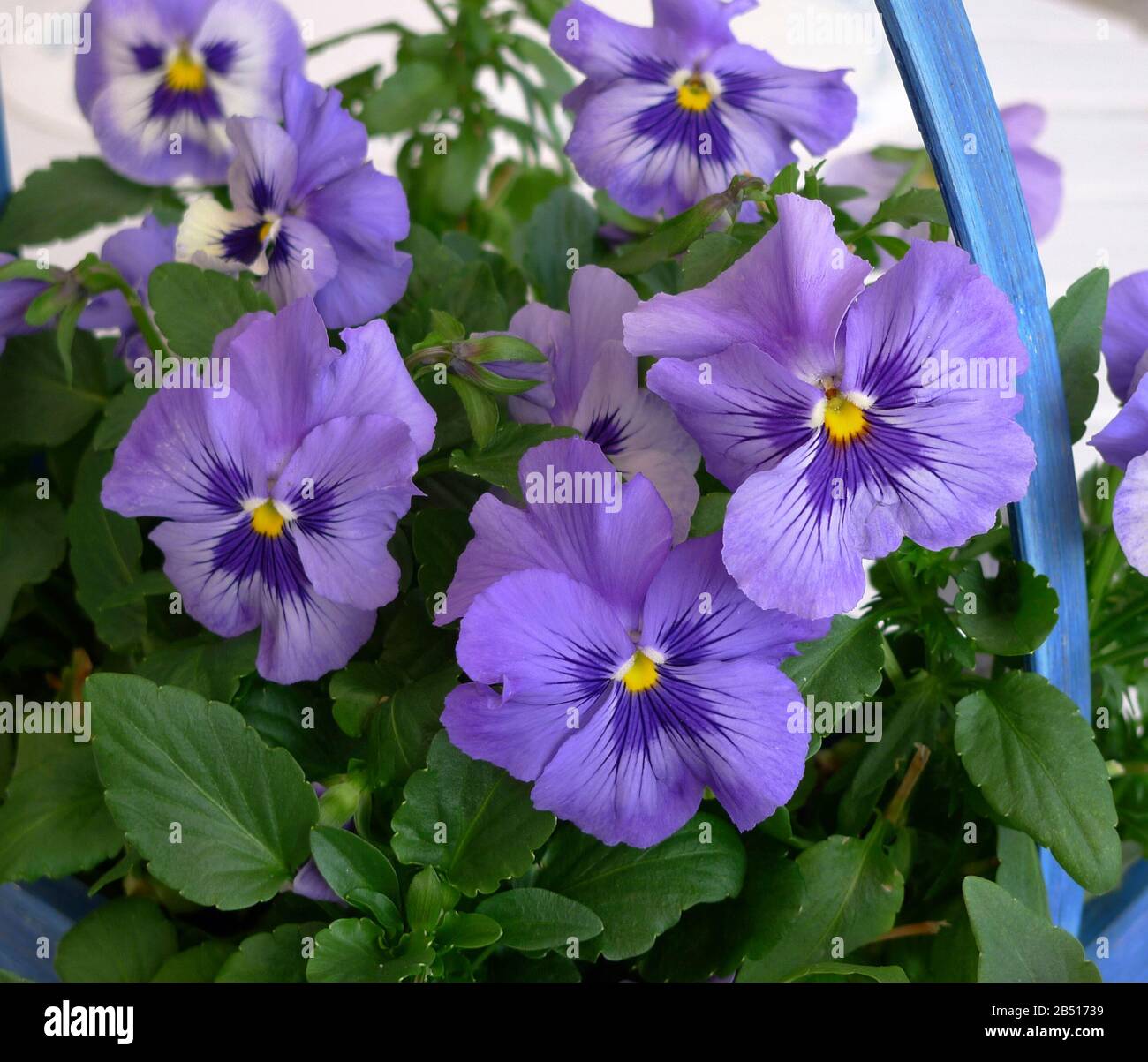 Purple violets hi-res stock photography and images - Alamy