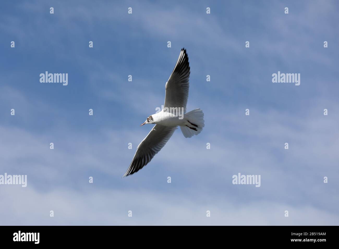 a mediterranean seagull flies in the sky with veil clouds by day Stock ...