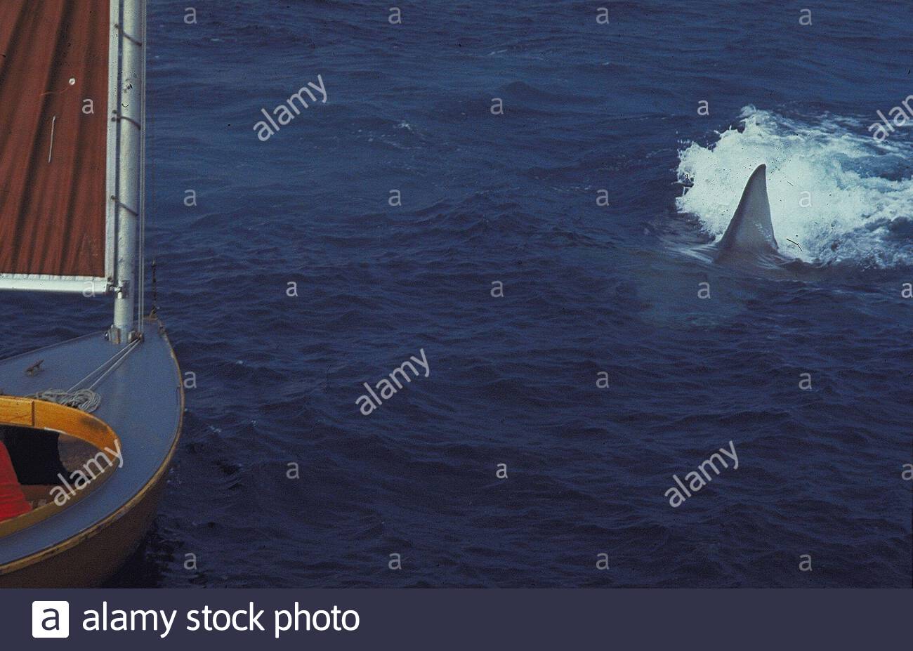 Jaws 2 1978 Stock Photos & Jaws 2 1978 Stock Images - Alamy