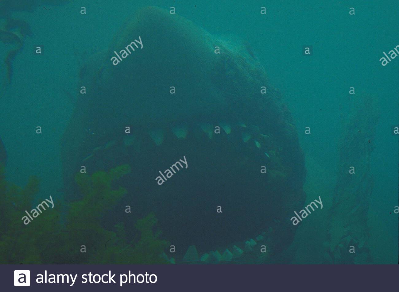Jaws 2 1978 Stock Photos & Jaws 2 1978 Stock Images - Alamy