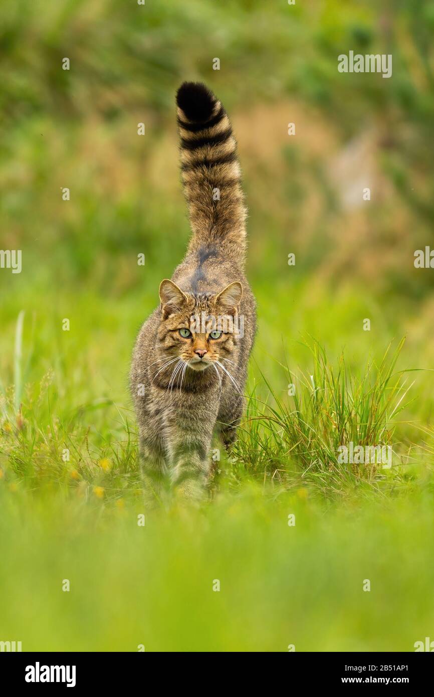 Front view of a curious european wildcat walking forward summer Stock ...