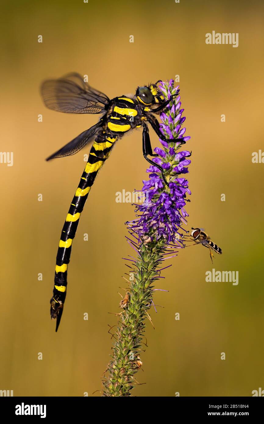 Golden ringed dragonfly sitting on a violet wildflower Stock Photo - Alamy
