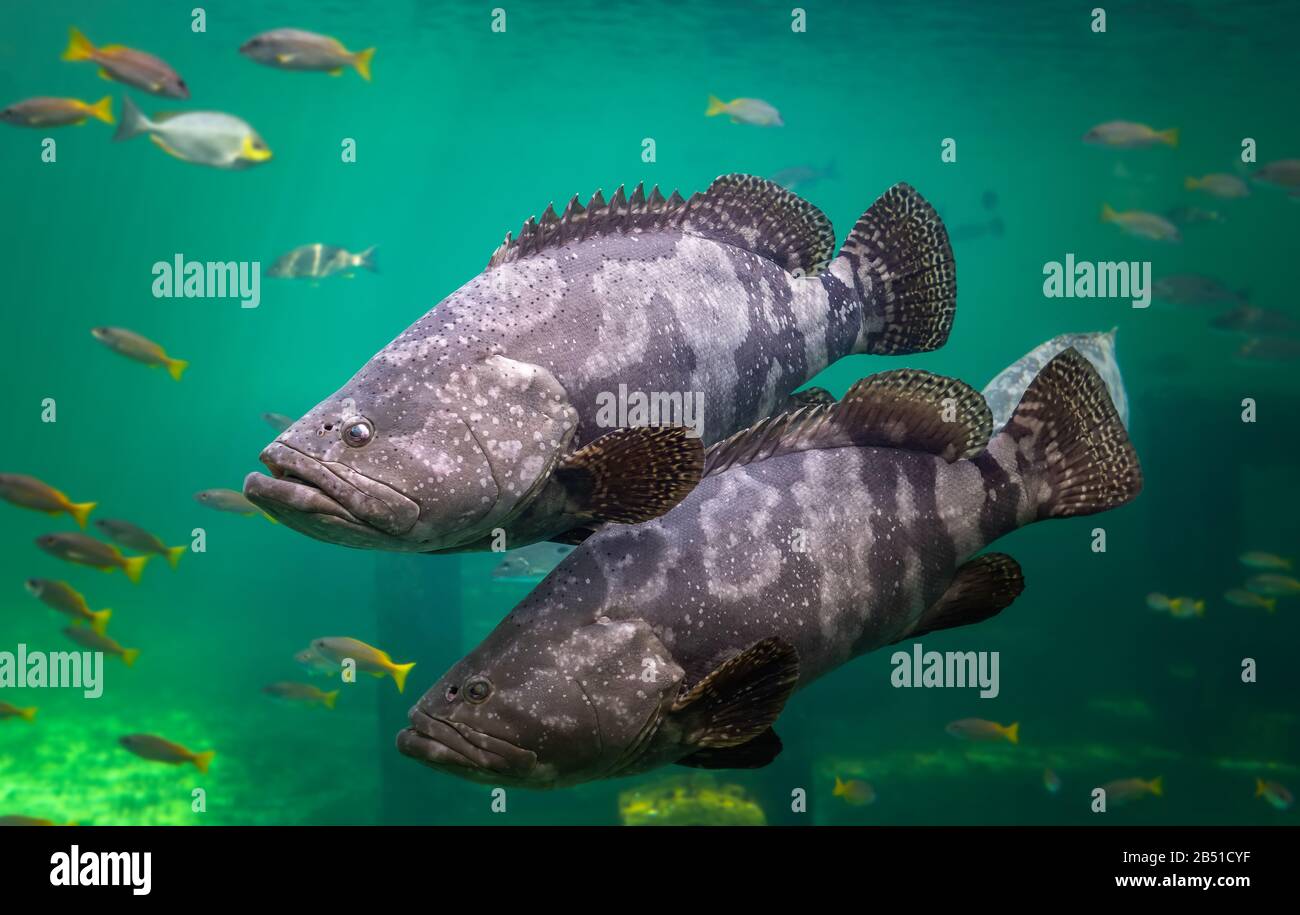 Spotted grouper fish hi-res stock photography and images - Alamy