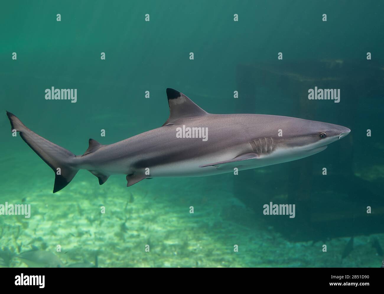 Blacktip reefs shark swimming in deep green under water with sun ...