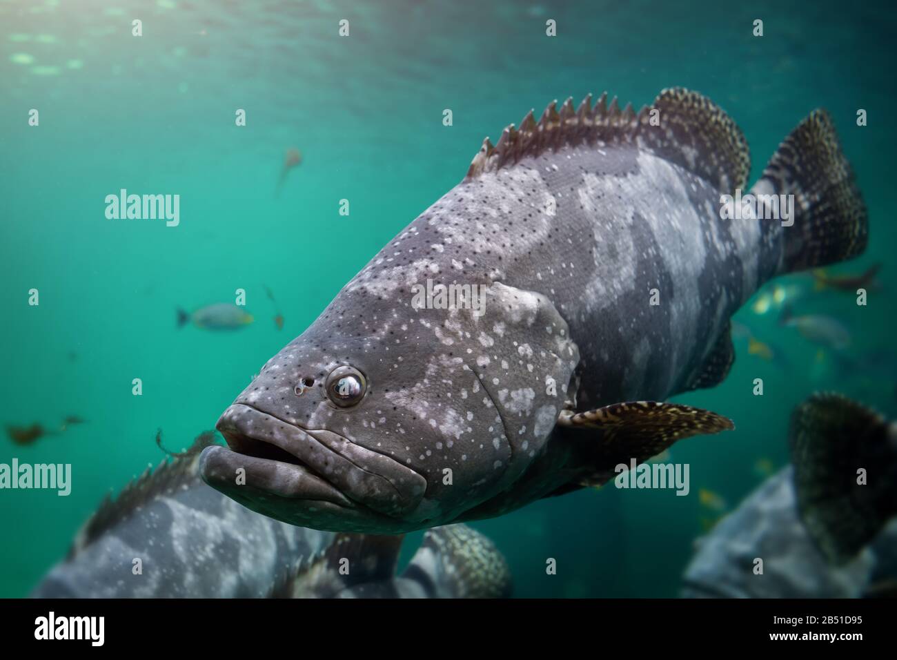 Giant grouper or brown spotted grouper fish swimming under green sea ...