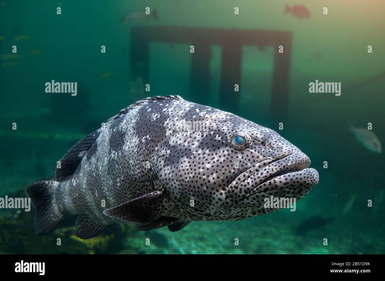 Giant grouper or brown spotted grouper fish swimming under green sea ...