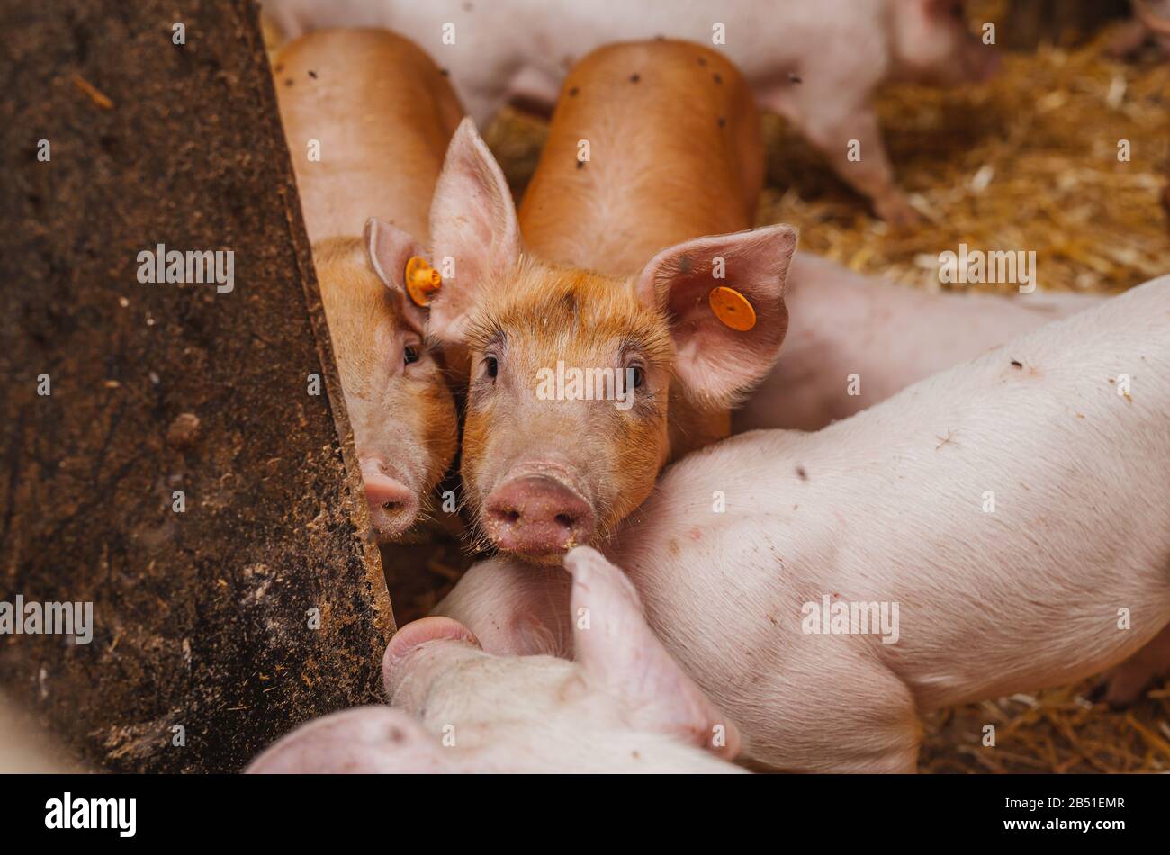 young pigs and piglets in barn livestock farm Stock Photo - Alamy