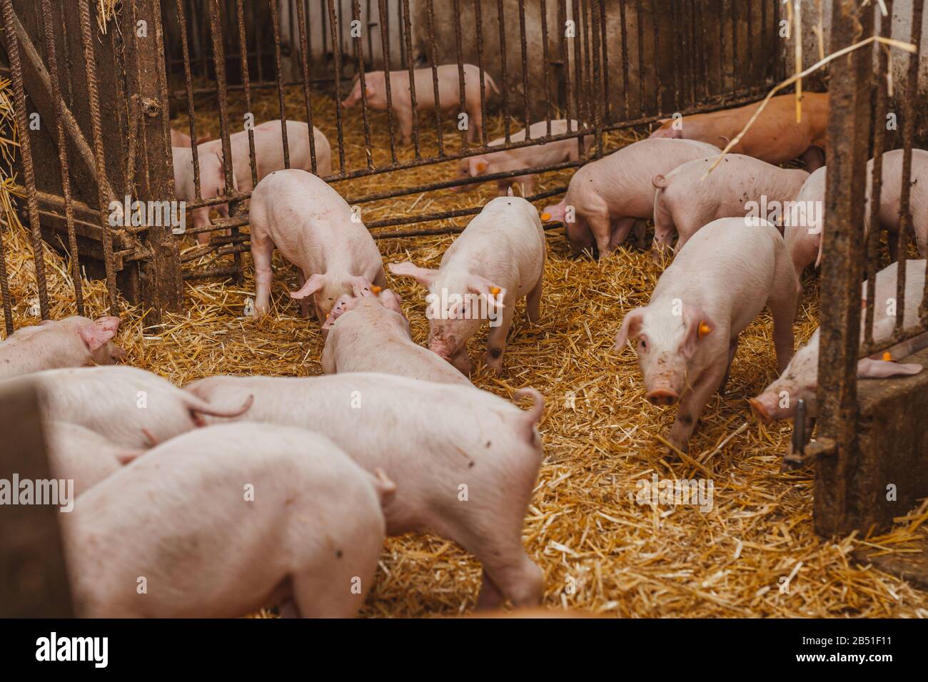 Livestock barn hi-res stock photography and images - Alamy