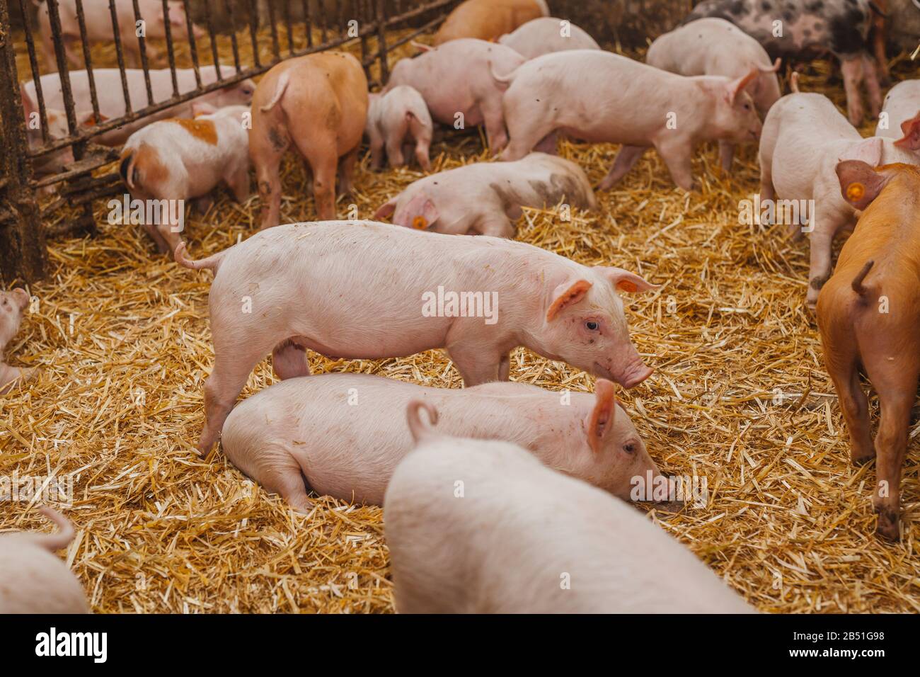 young pigs and piglets in barn livestock farm Stock Photo - Alamy