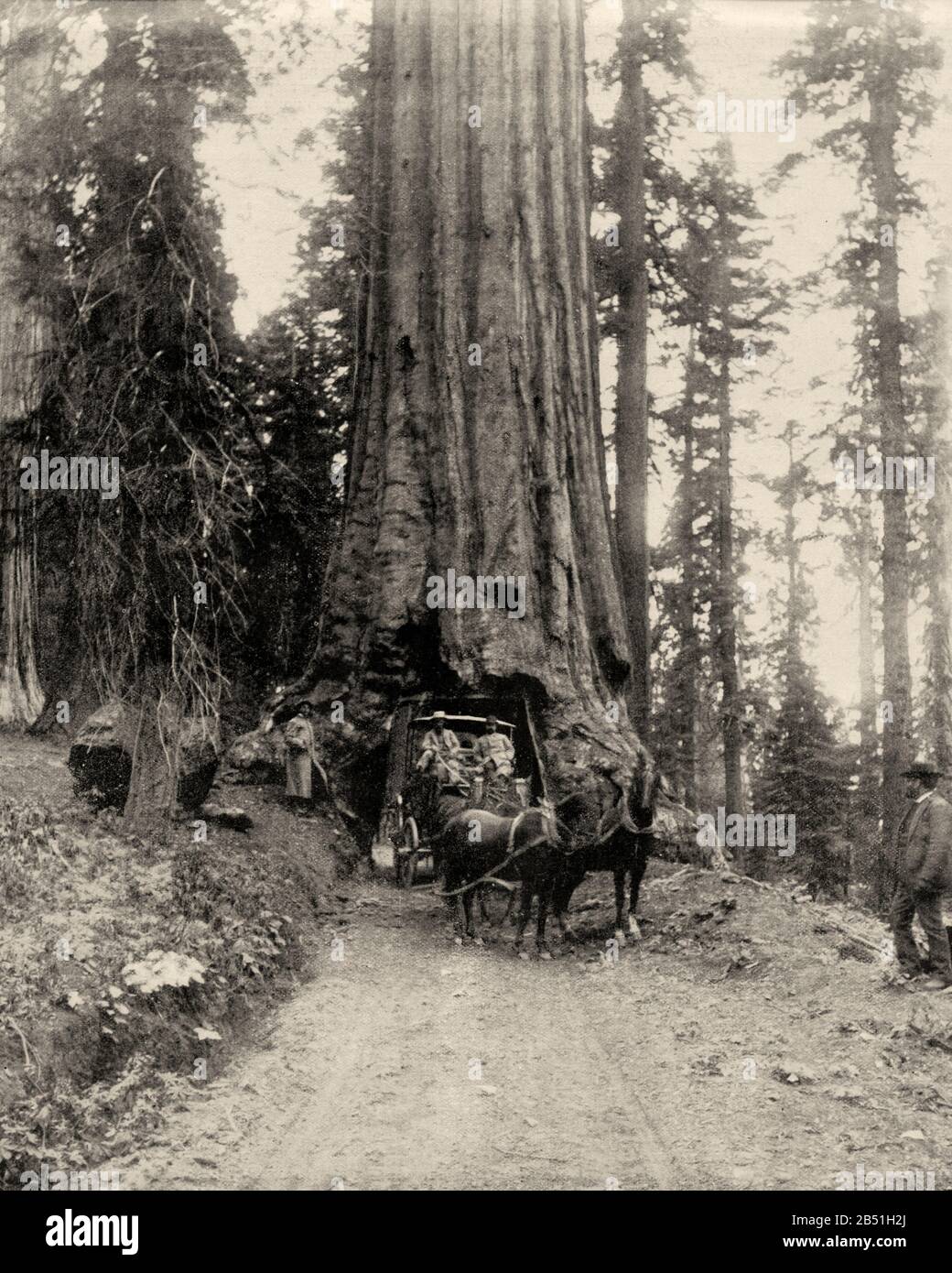 Giant Sequoia Sequoiadendron Giganteum Mariposa High Resolution Stock ...