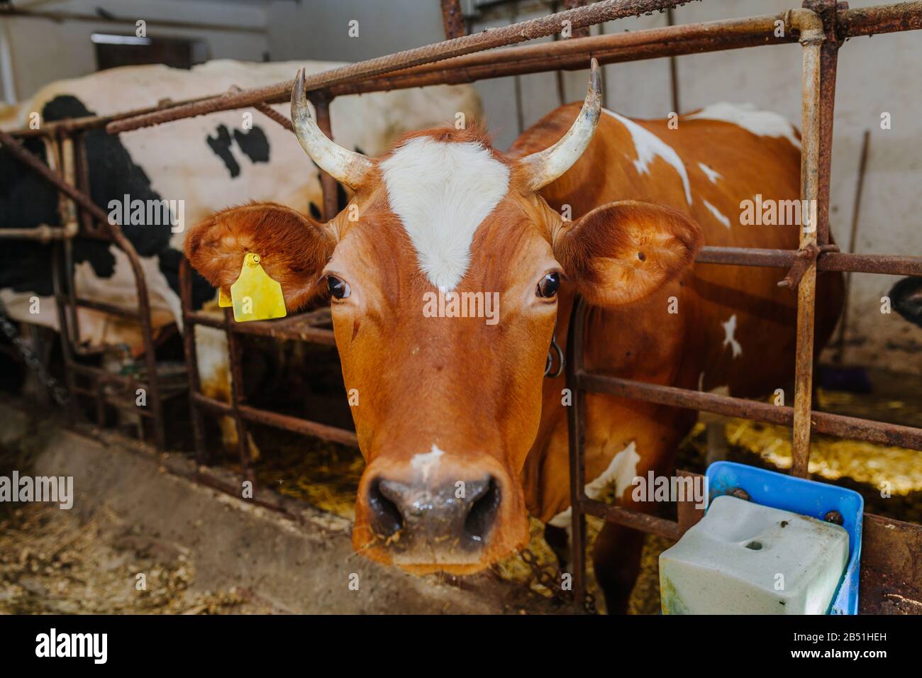 cow livestock farm barn Livestock Farm Stock Photo - Alamy