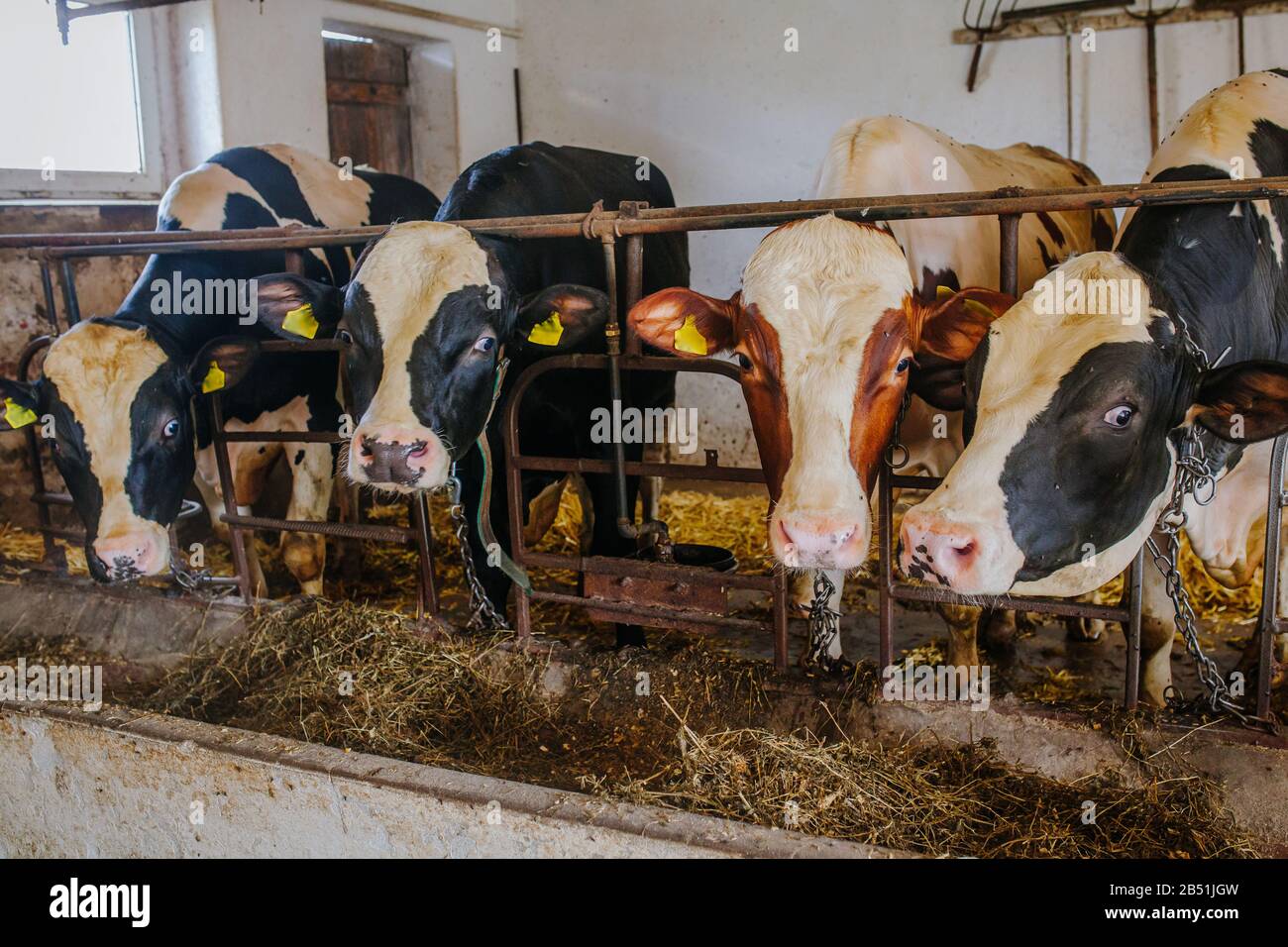 cow livestock farm barn Livestock Farm Stock Photo - Alamy