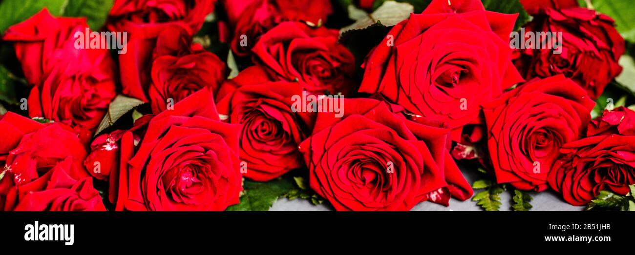 Red Rose Wallpaper For Facebook Cover