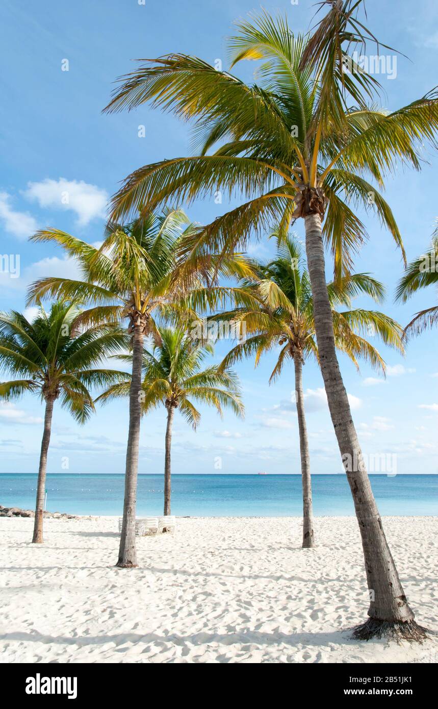 Palm trees on Grand Bahama island Lucaya beach, Freeport town (Bahamas ...