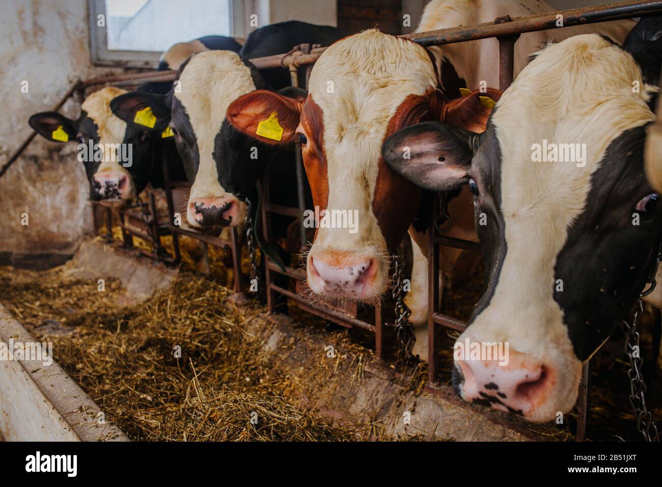 cow livestock farm barn Livestock Farm Stock Photo - Alamy