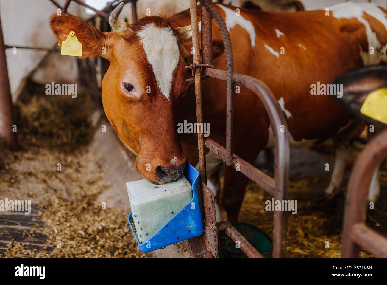cow livestock farm barn Livestock Farm Stock Photo - Alamy