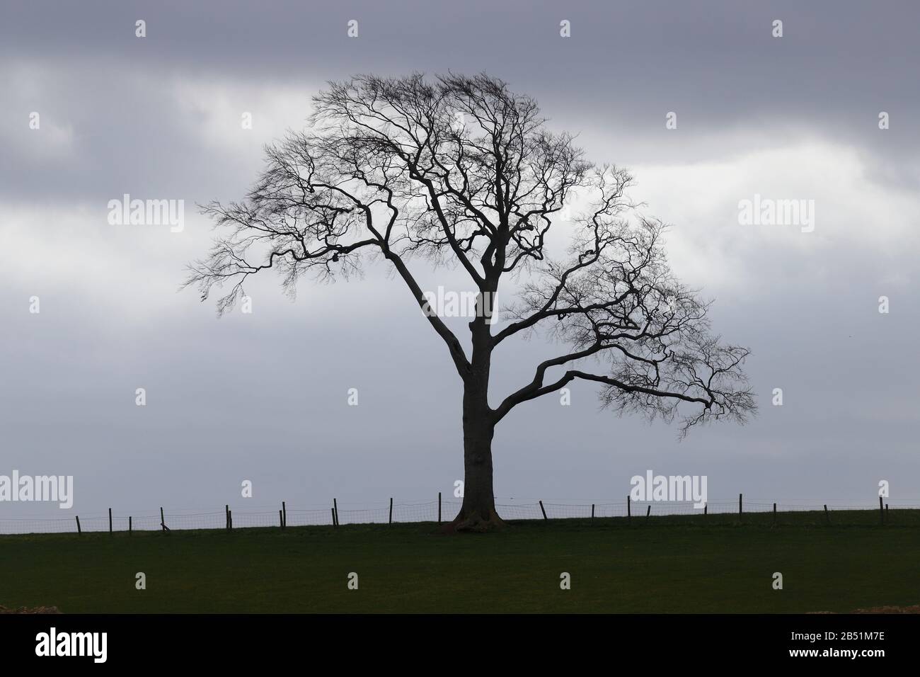 Tree Outline High Resolution Stock Photography and Images - Alamy