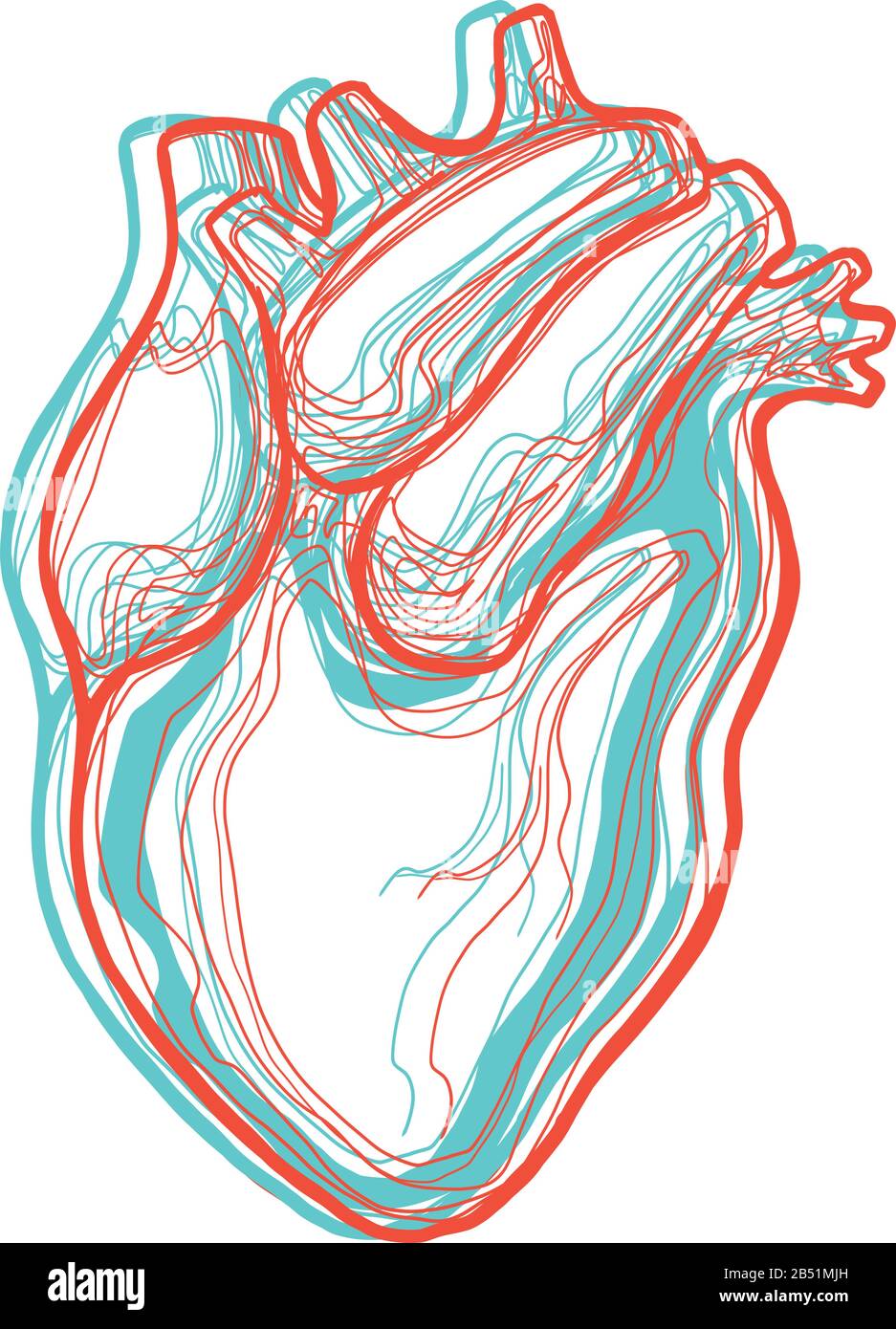 Hand drawn illustrartion or drawing of a red and blue human heart Stock ...