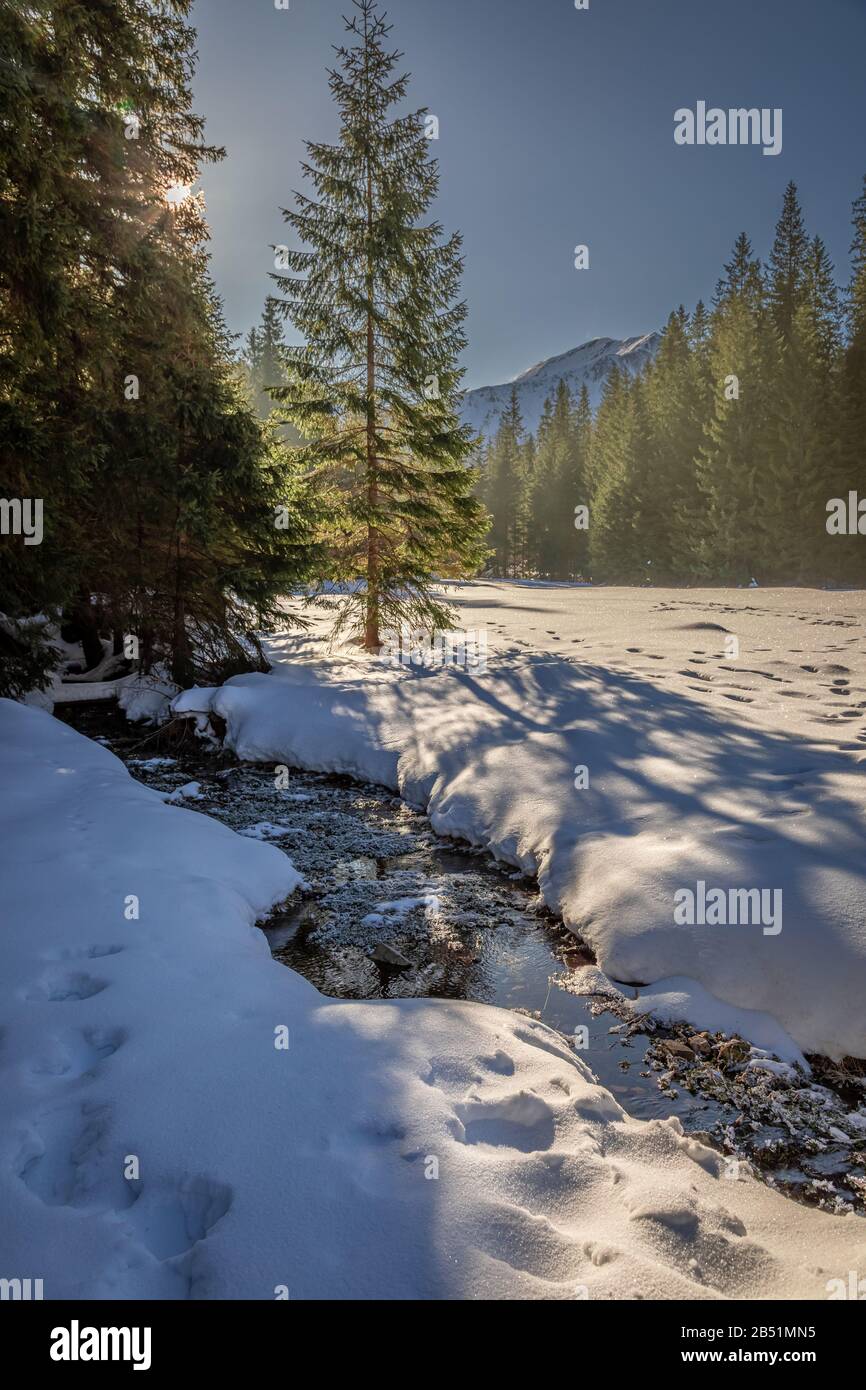 Wonderful river and frozen forest in Koscieliska valley in winter Stock ...