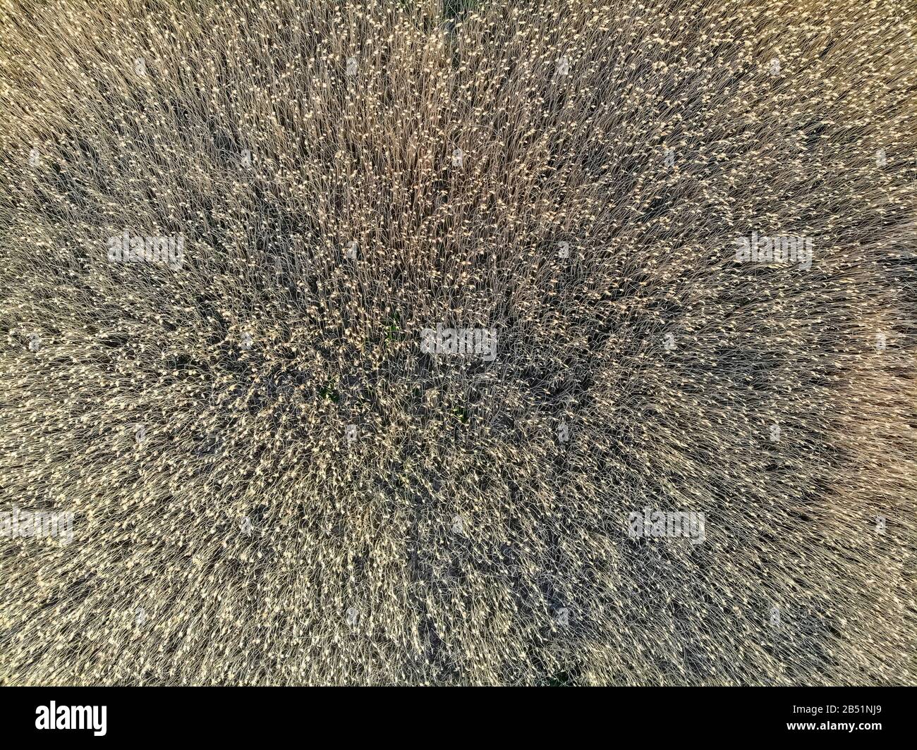 Top minimalistic aerial view as background with field of dry reed Stock ...