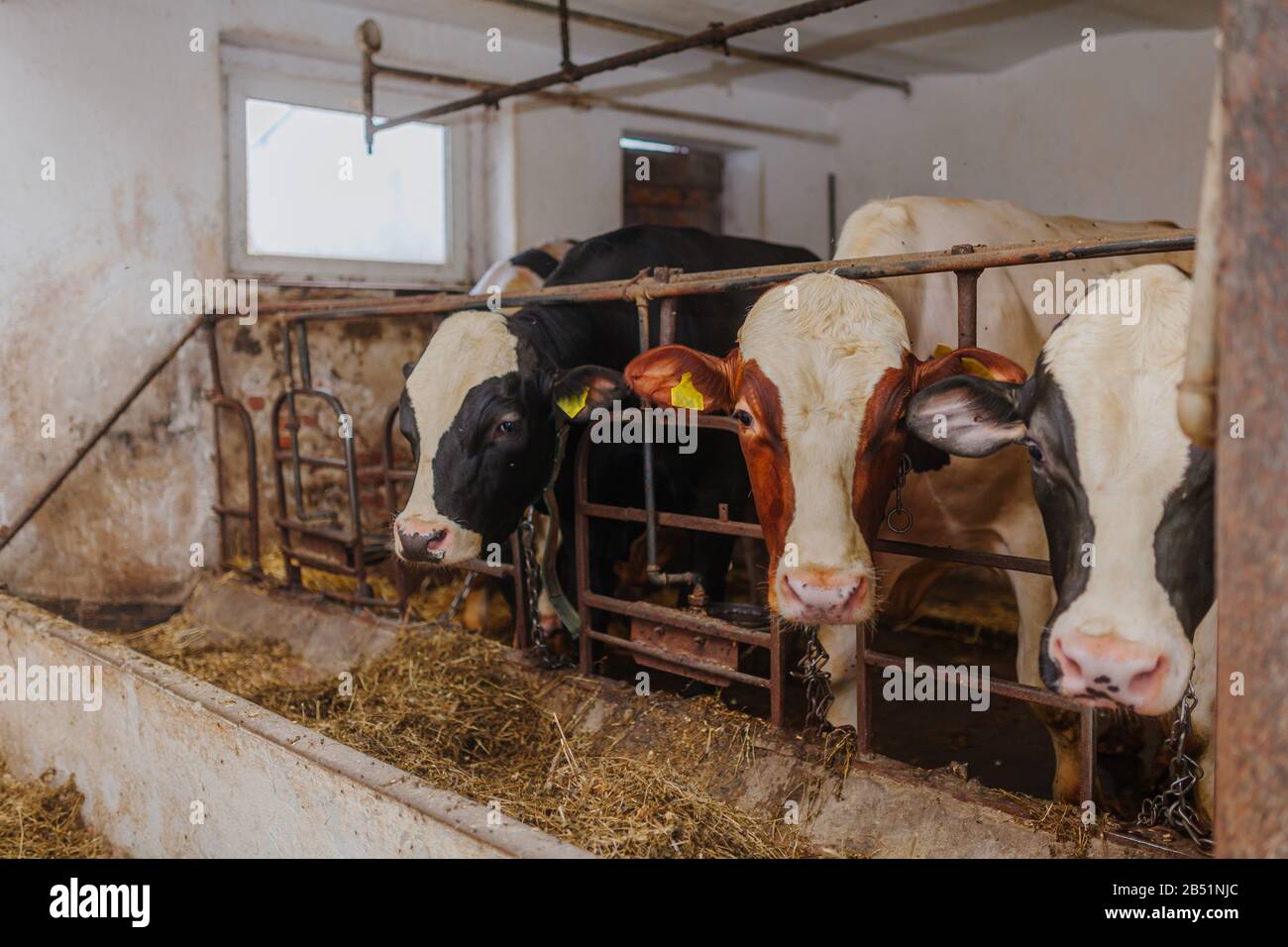 cows grazing in stable beef production Stock Photo - Alamy