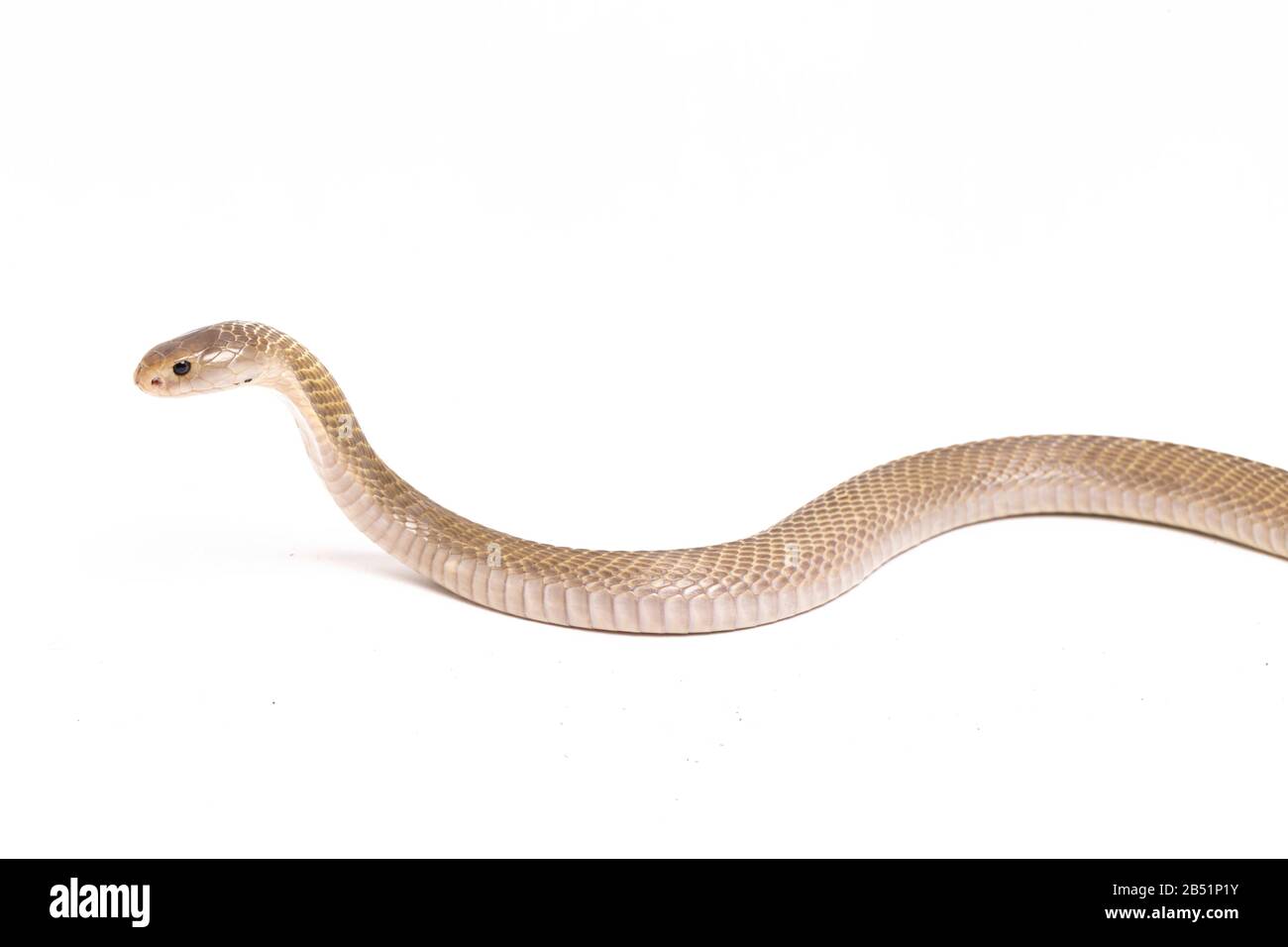 The Javan spitting cobra (Naja sputatrix) also called the southern ...