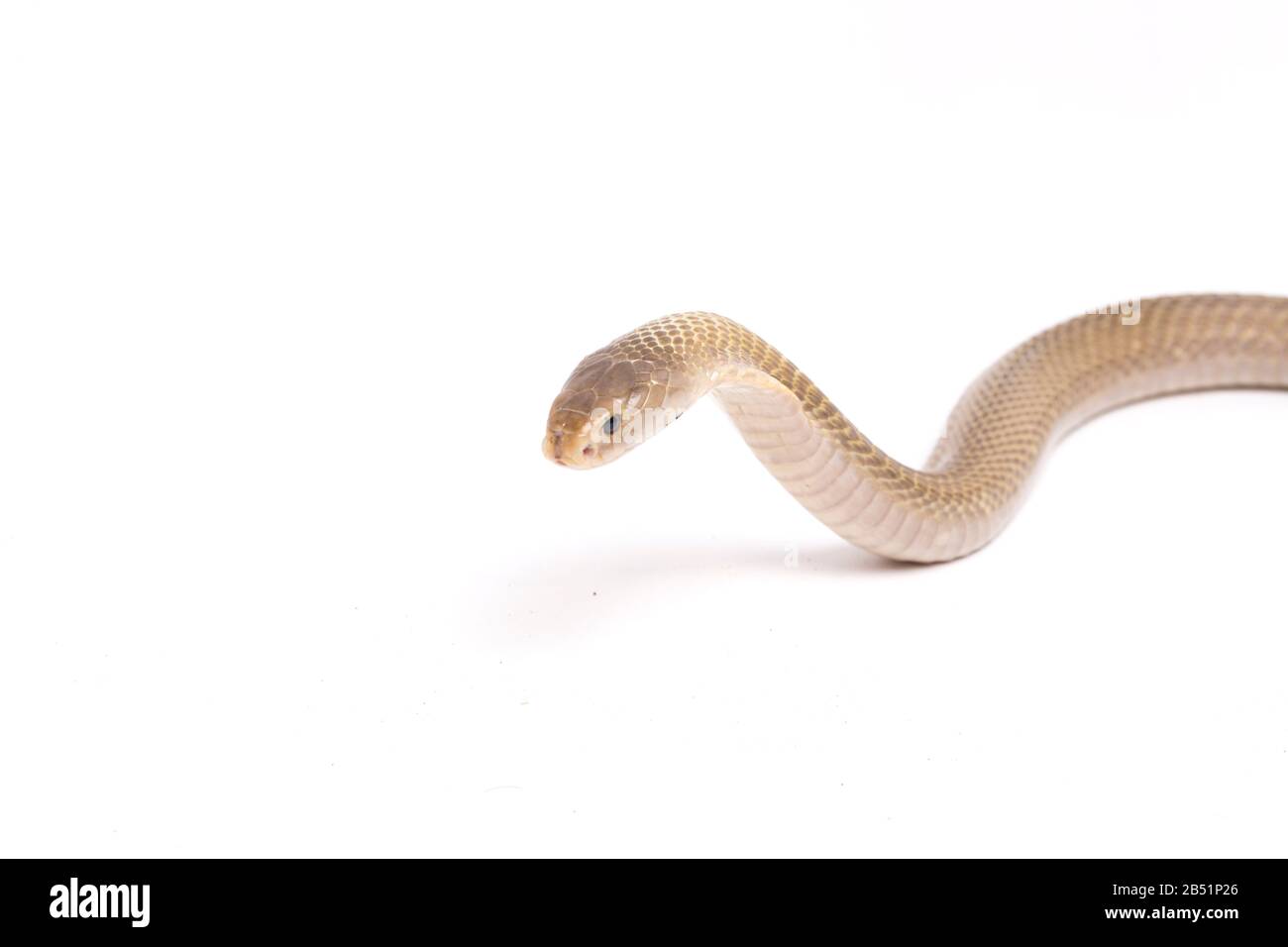 The Javan spitting cobra (Naja sputatrix) also called the southern ...