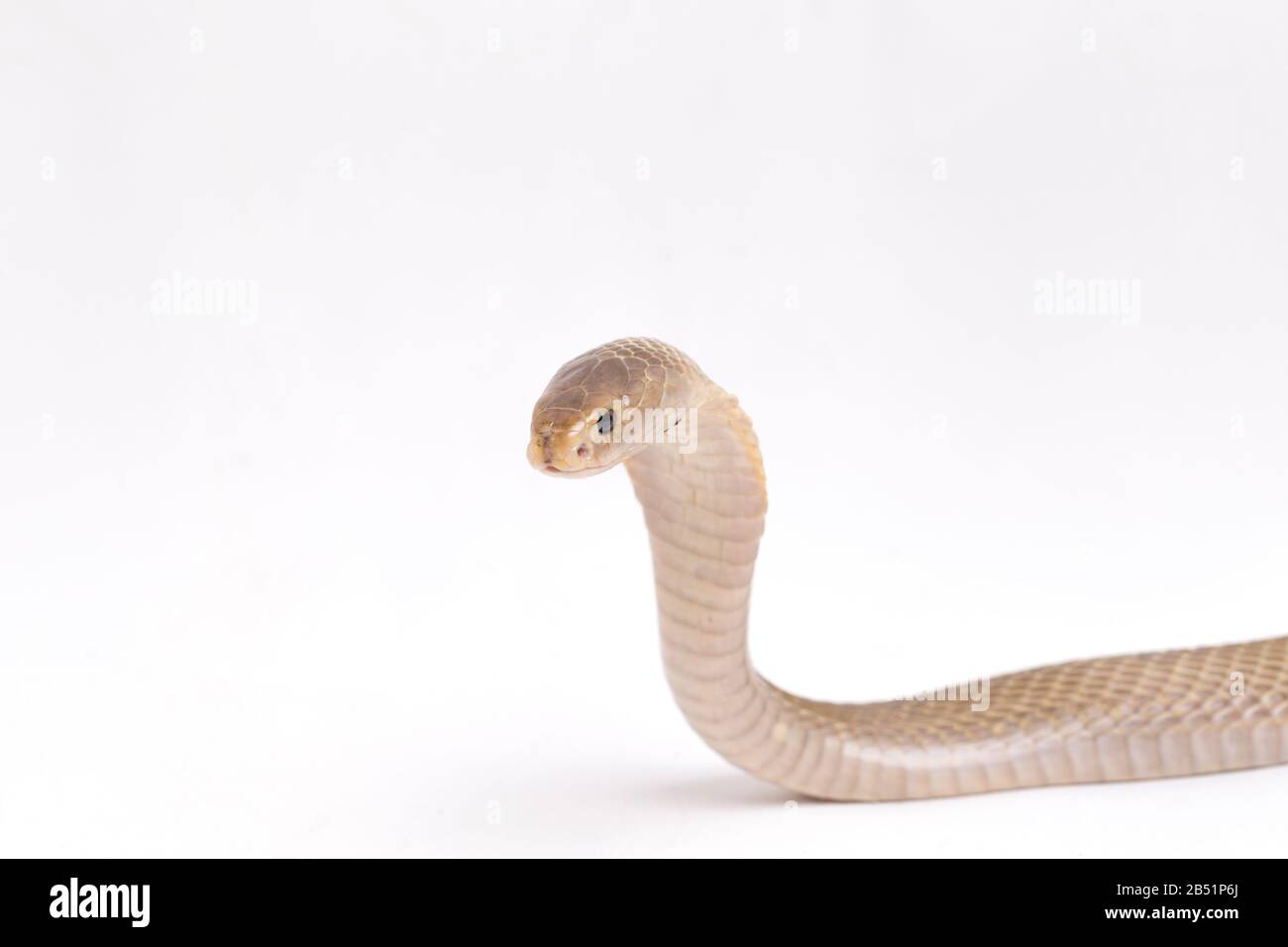 The Javan spitting cobra (Naja sputatrix) also called the southern ...