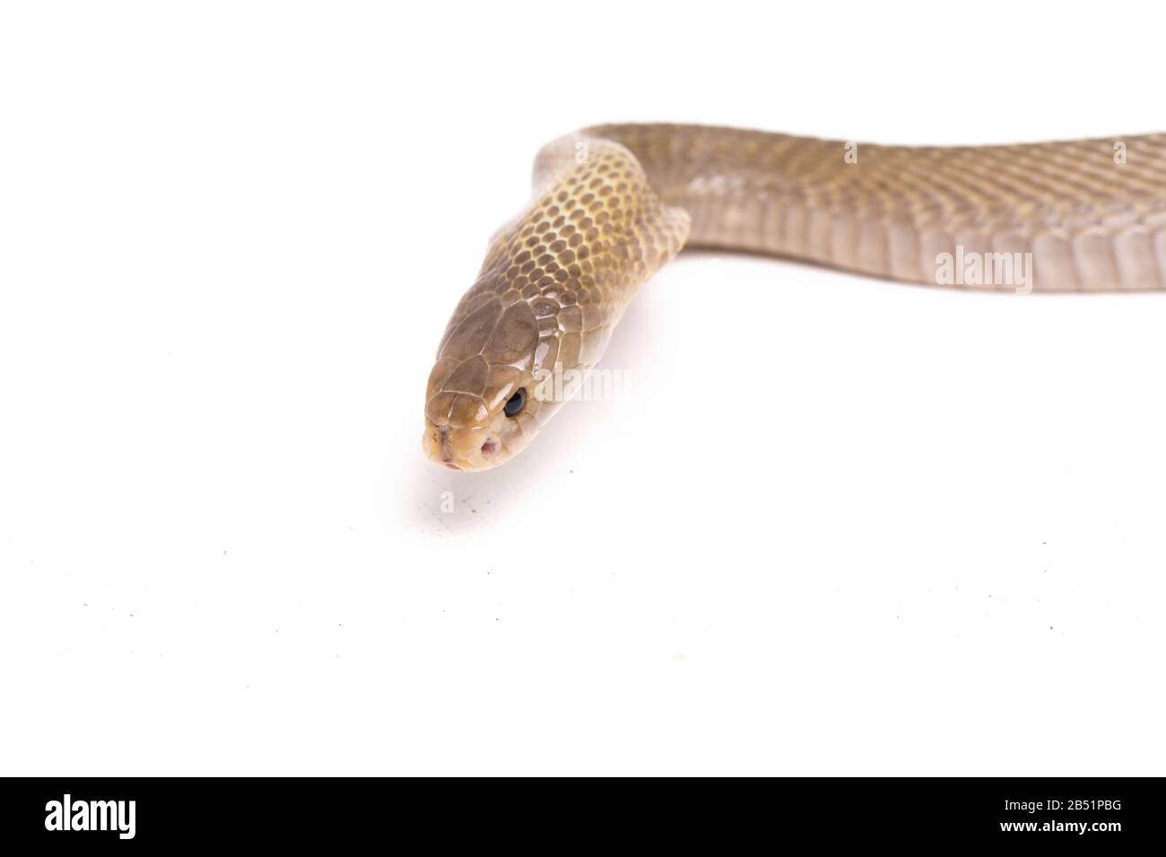 The Javan spitting cobra (Naja sputatrix) also called the southern ...