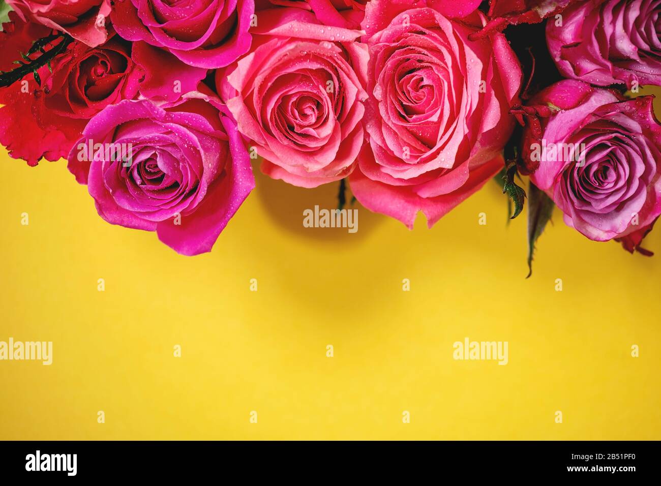 Creative layout roses flowers Stock Photo - Alamy