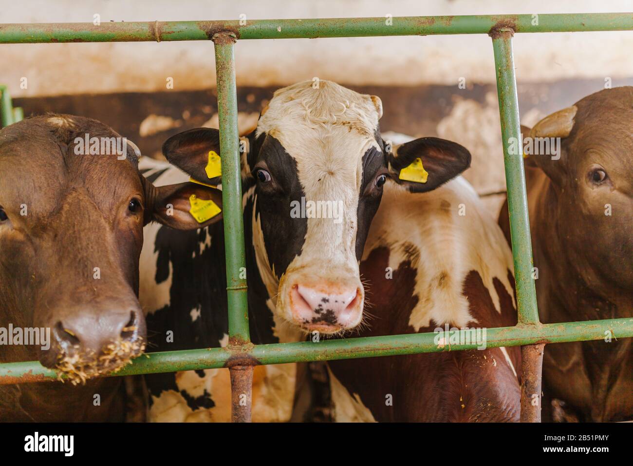 cows grazing in stable beef production Stock Photo - Alamy