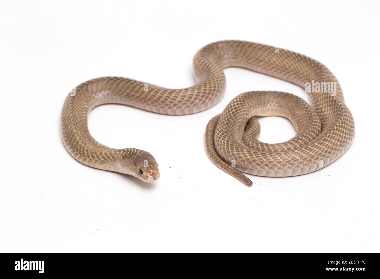The Javan spitting cobra (Naja sputatrix) also called the southern ...