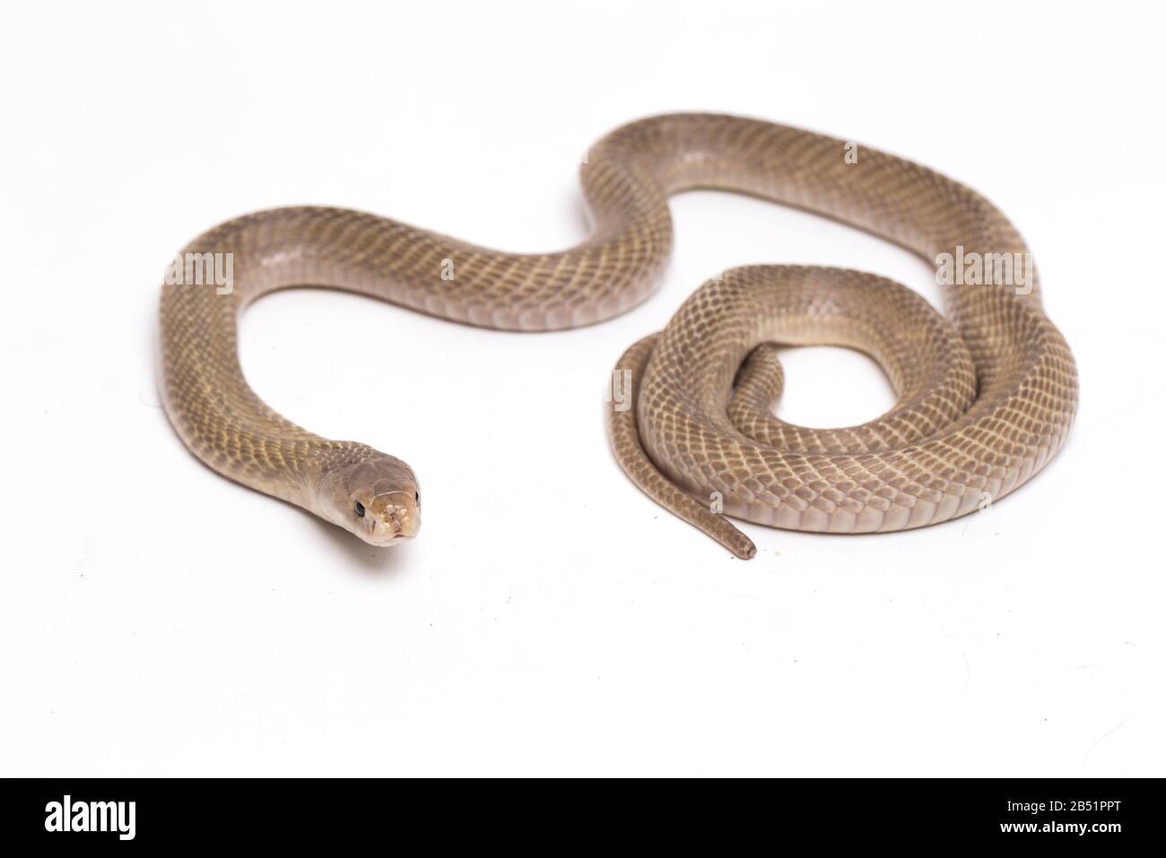 The Javan spitting cobra (Naja sputatrix) also called the southern ...