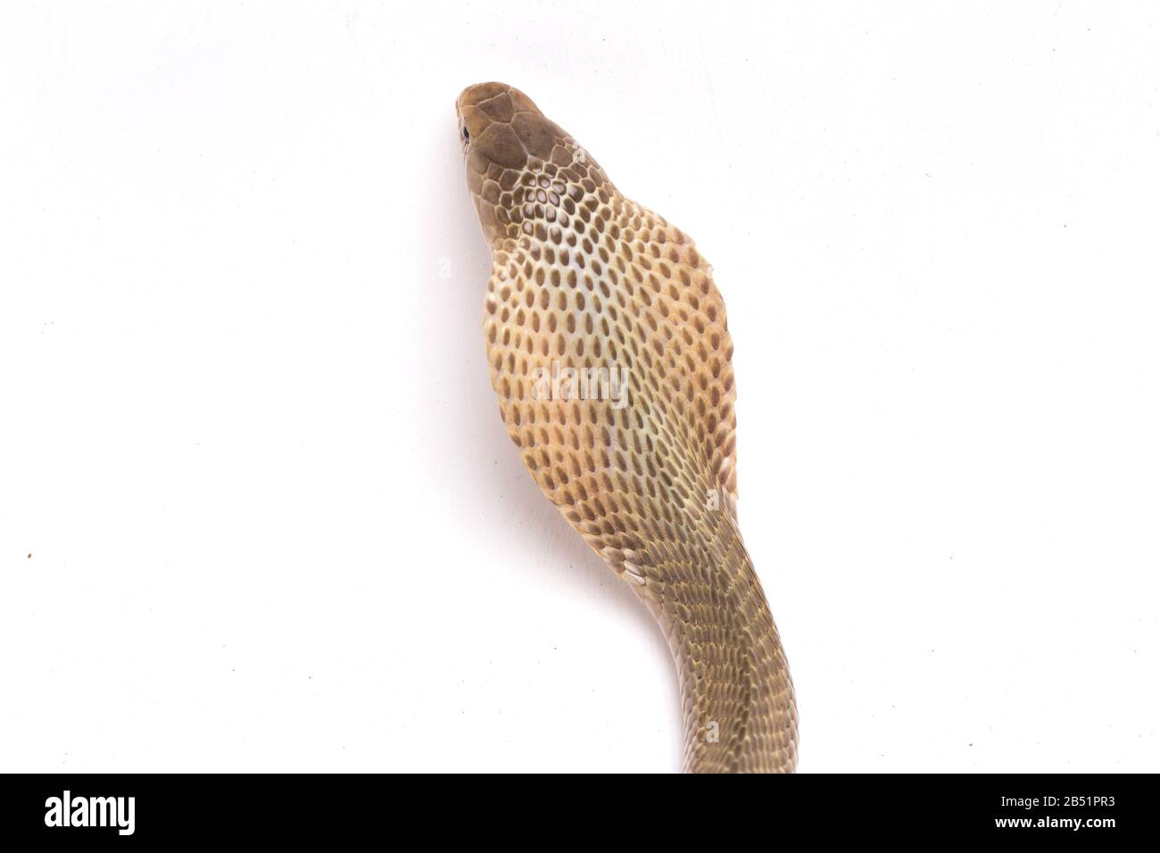 The Javan spitting cobra (Naja sputatrix) also called the southern ...