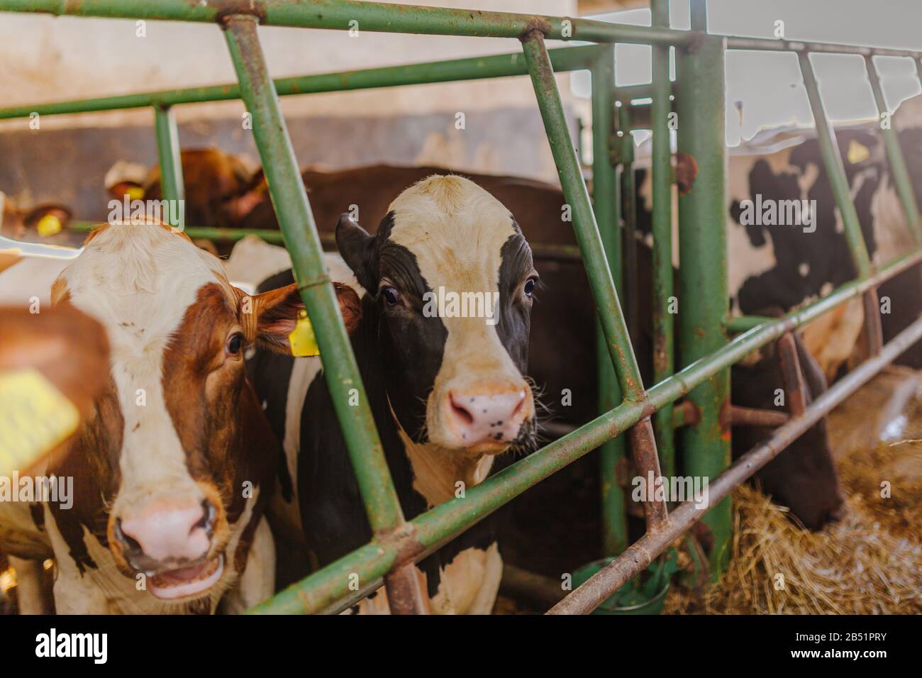 Beef production hi-res stock photography and images - Alamy