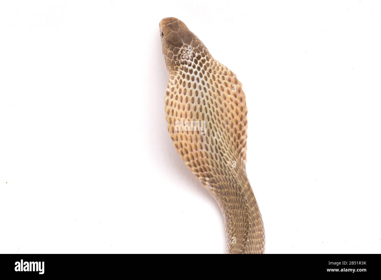 The Javan spitting cobra (Naja sputatrix) also called the southern ...