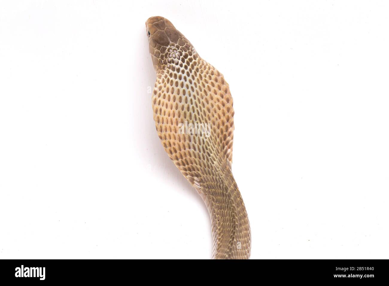 The Javan spitting cobra (Naja sputatrix) also called the southern ...