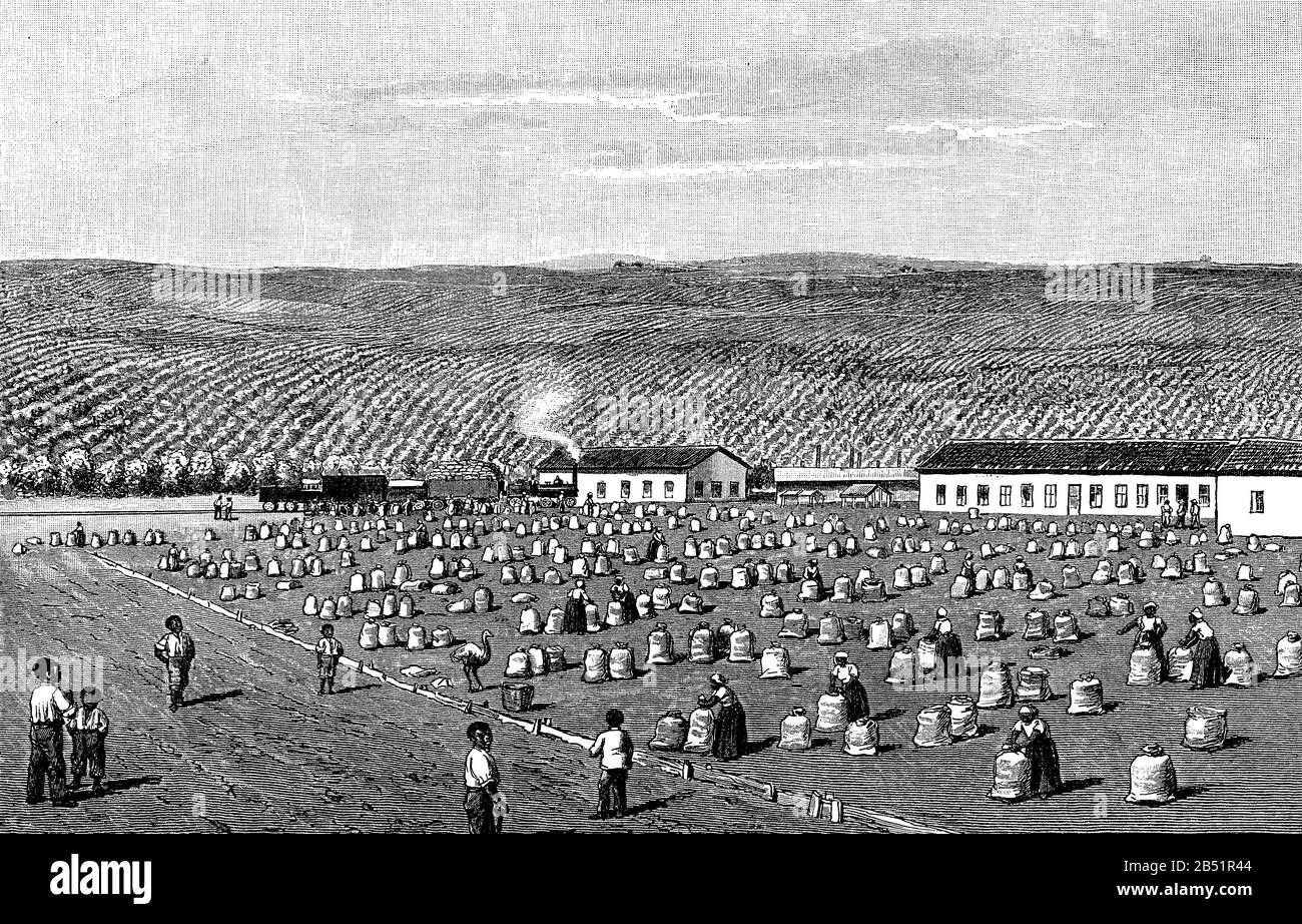 Agriculture: coffee harvest in a Brazil plantation Stock Photo - Alamy