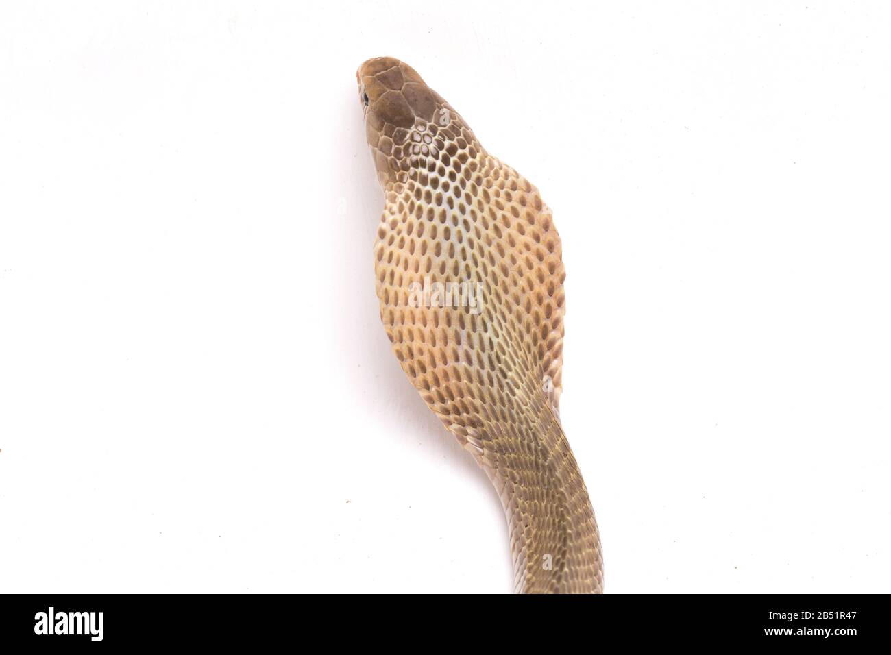 The Javan spitting cobra (Naja sputatrix) also called the southern ...