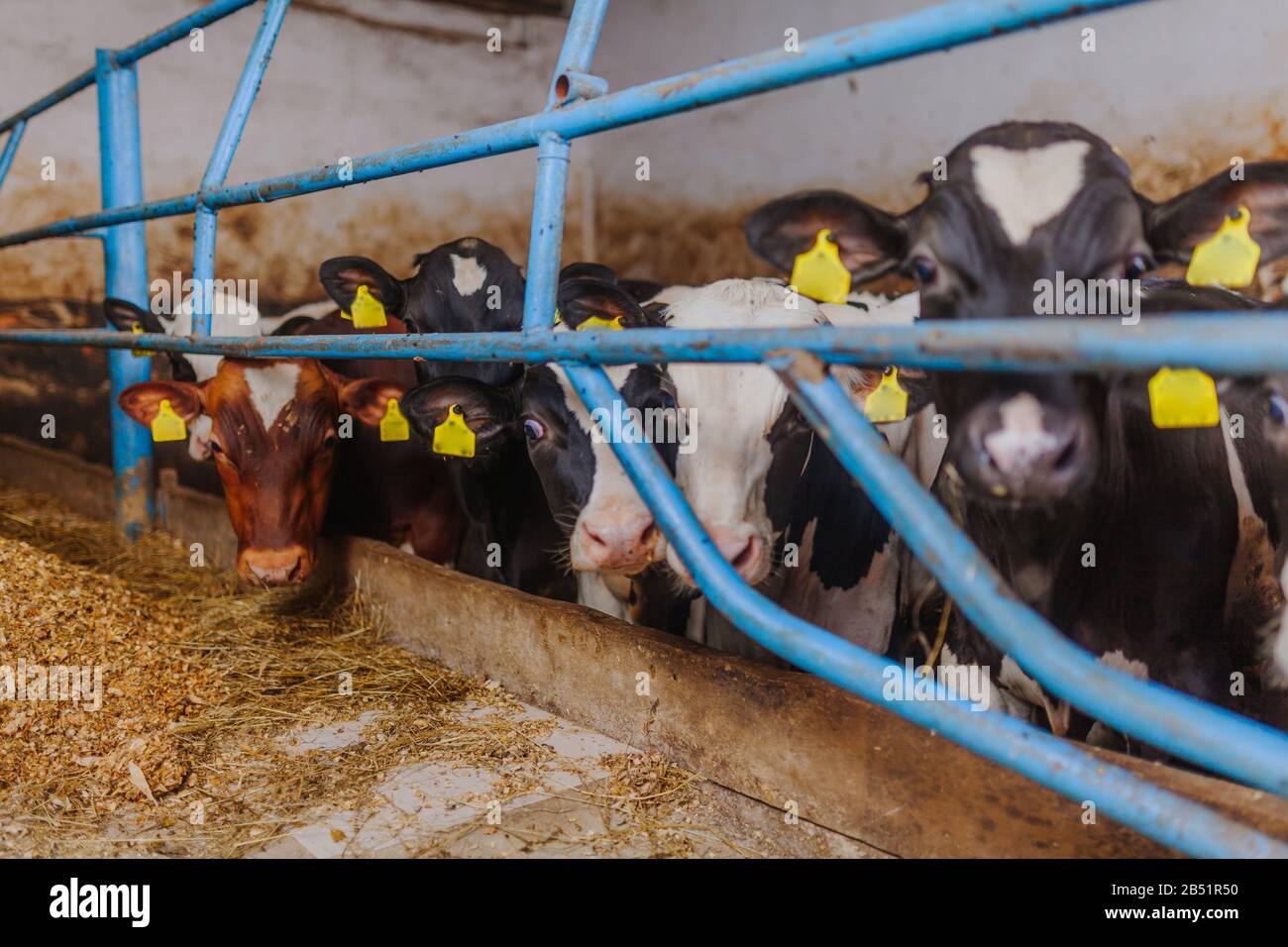cows grazing in stable beef production Stock Photo - Alamy